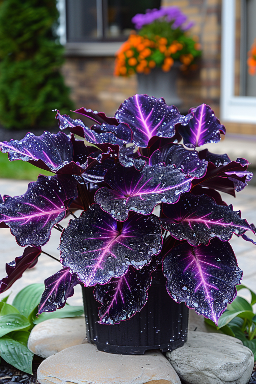 Top 20 Calathea Plants for a Vibrant Indoor Garden